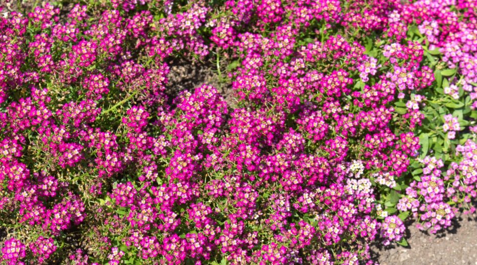 How to Plant, Grow, and Care for 'Rosie O'Day' Sweet Alyssum
