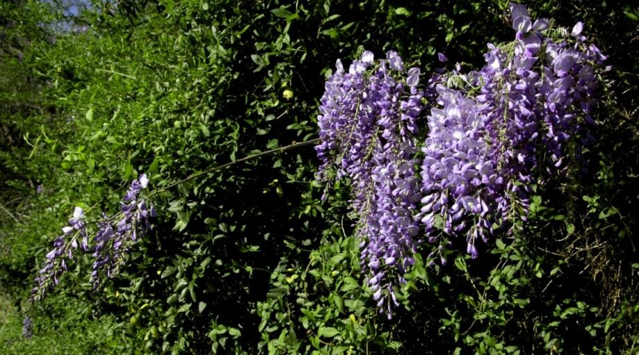How to Plant, Grow, and Care for American Wisteria