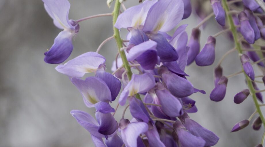 How to Plant, Grow, and Care for American Wisteria