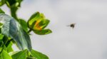 How to Plant, Grow, and Care for Tulip Trees