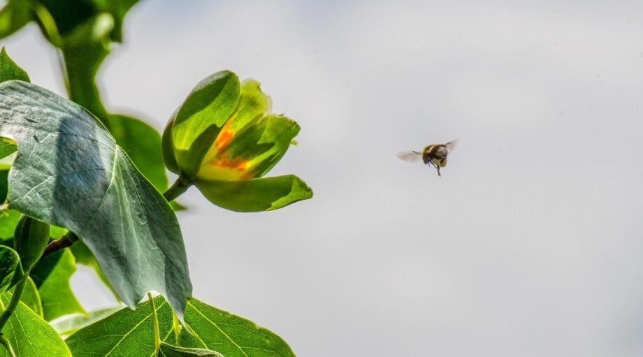 How to Plant, Grow, and Care for Tulip Trees