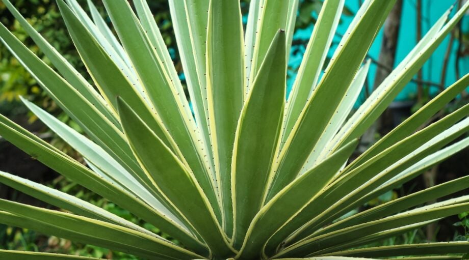 How to Plant, Grow, and Care for Agave Plants
