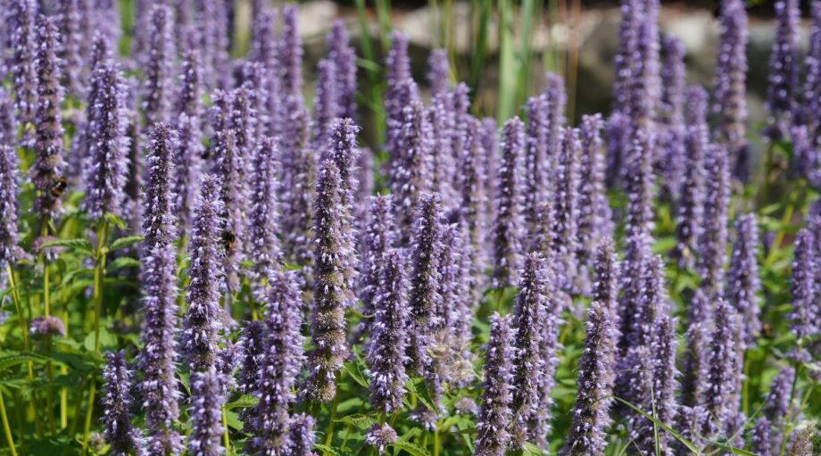 What is the Chelsea Chop? Tips for Perennial Pruning
