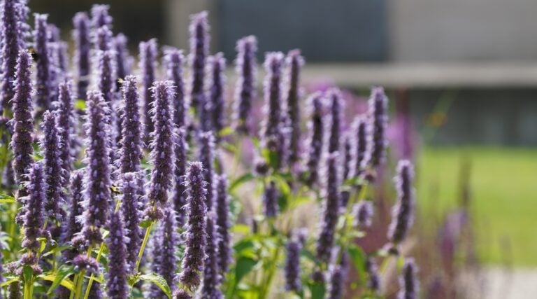 20 Gorgeous Wildflowers for Shade Gardens