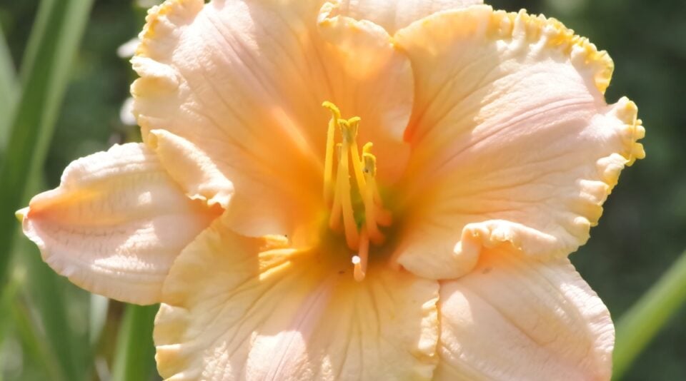 63 Beautiful Daylily Varieties for Your Garden