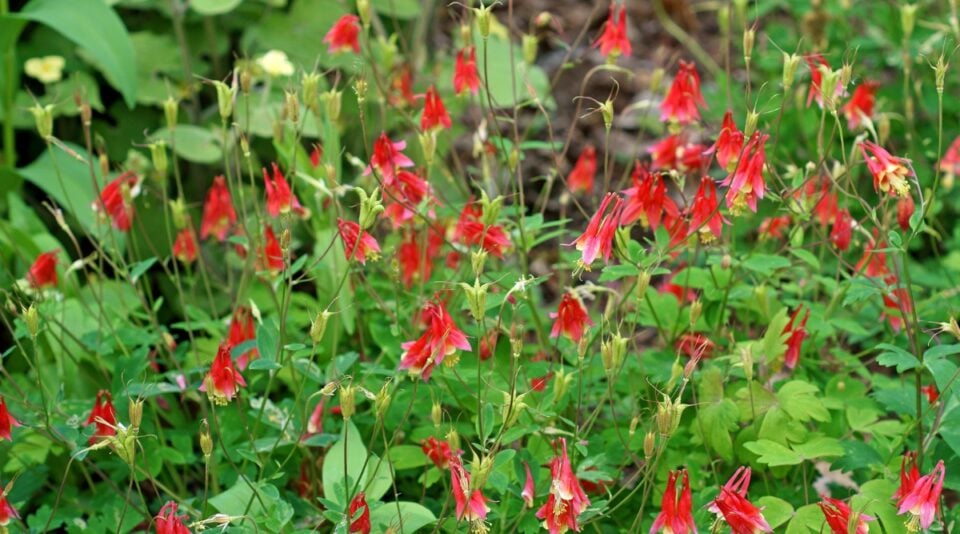 20 Gorgeous Wildflowers for Shade Gardens
