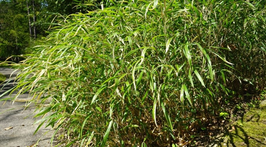 11 Best Ornamental Grasses for Shade