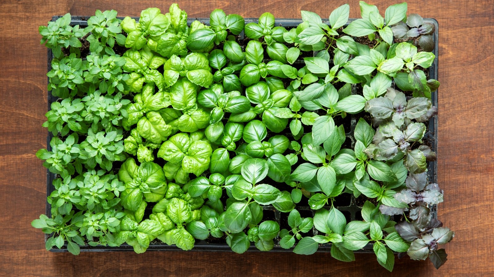 19 Types of Flavorful Basil for Your Garden