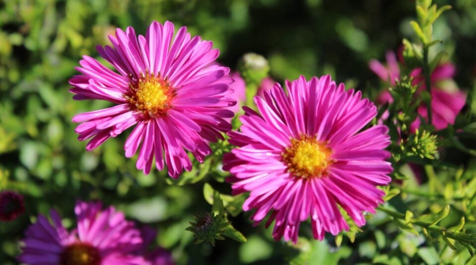 15 Plants That Benefit from The Chelsea Chop