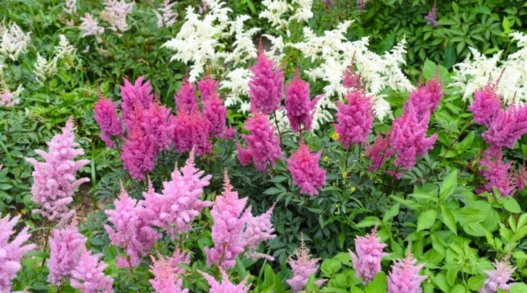 27 Colorful Plants for Shade Gardens