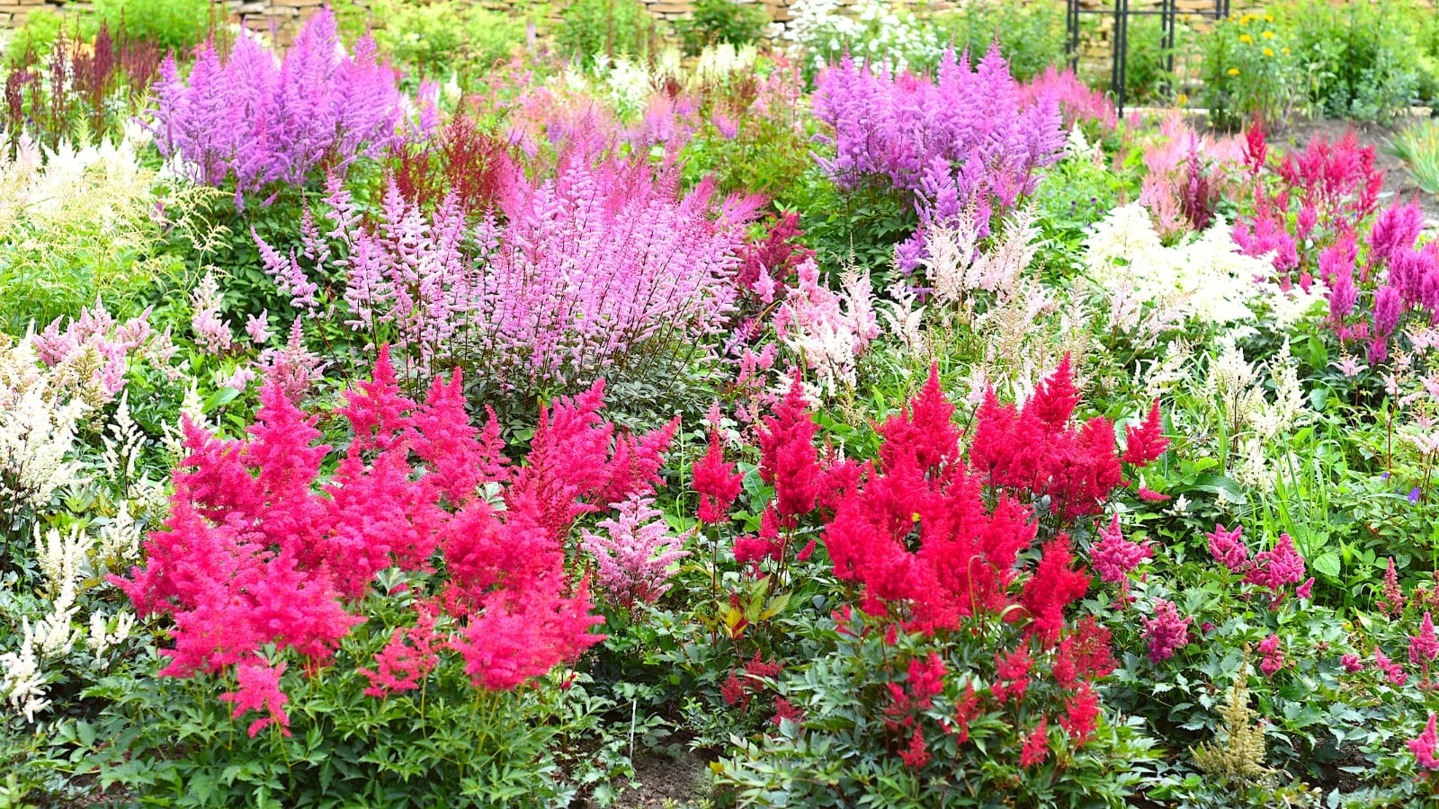 20 Gorgeous Wildflowers for Shade Gardens