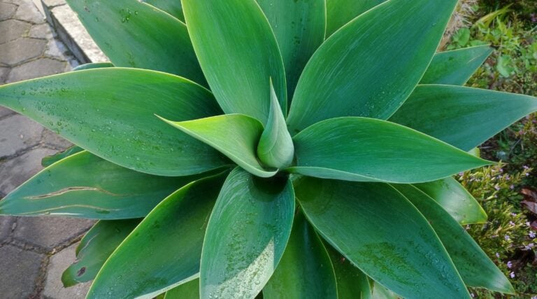 How to Plant, Grow, and Care for Agave Plants