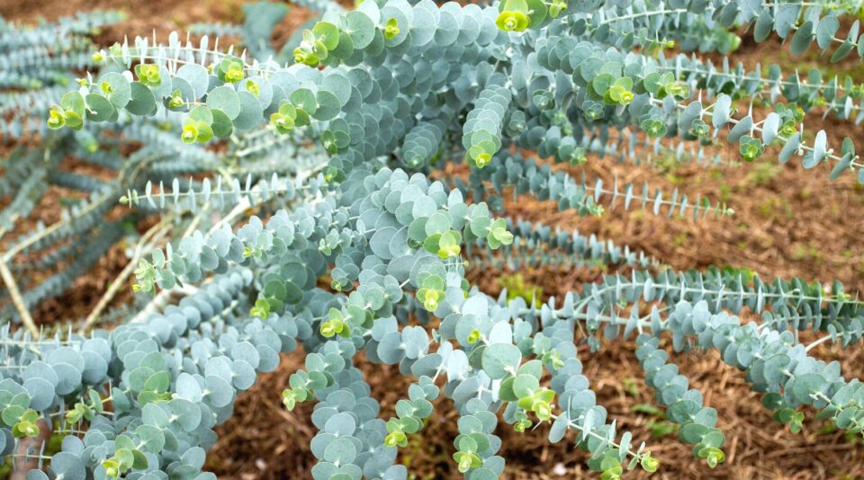 How to Plant, Grow, and Care for Eucalyptus