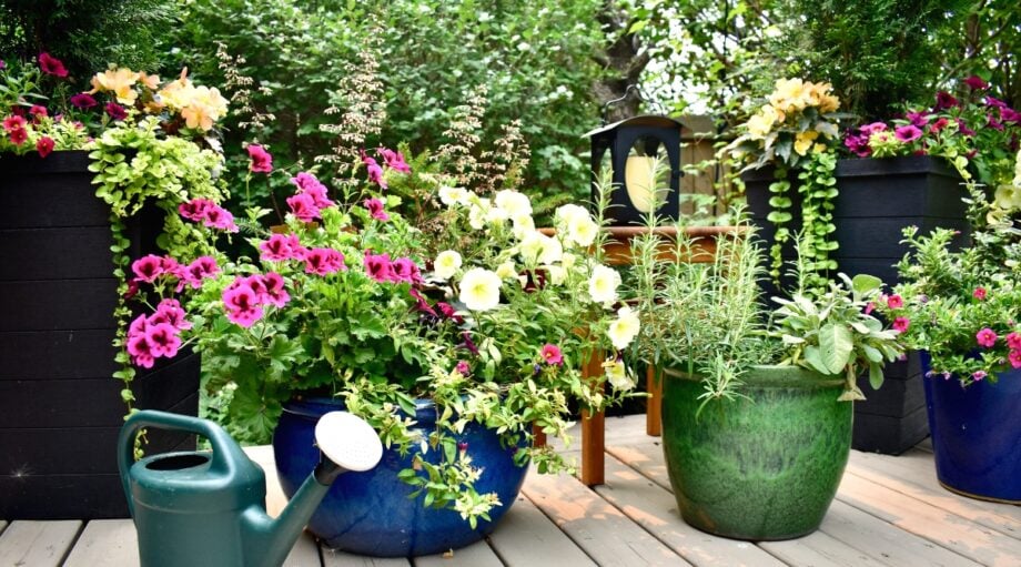 29 Beginner Tips for Growing Plants in Pots and Containers