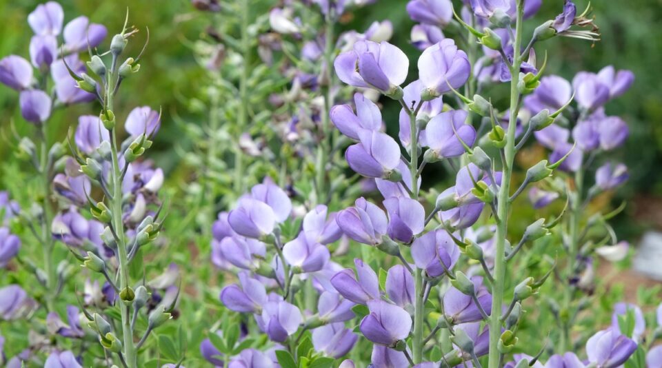 21 Cold-Hardy Wildflowers for Gardeners in Cold Climates