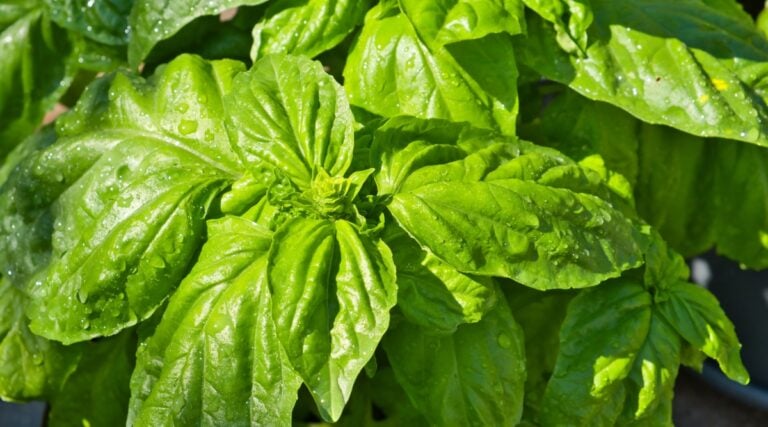 19 Types of Flavorful Basil for Your Garden