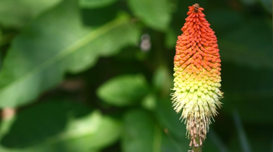 How to Plant, Grow, and Care for Red Hot Poker Plants