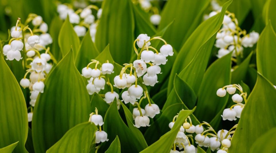 27 Colorful Plants for Shade Gardens