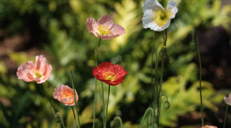 How to Plant, Grow, and Care for Iceland Poppies
