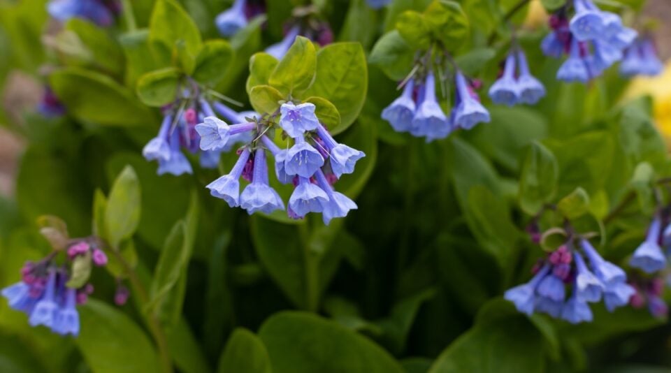 20 Gorgeous Wildflowers for Shade Gardens
