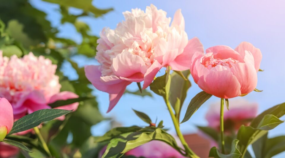 19 Most Fragrant Flowers For Your Cutting Garden
