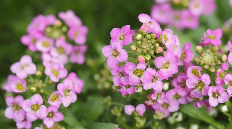 How to Plant, Grow, and Care for 'Rosie O'Day' Sweet Alyssum