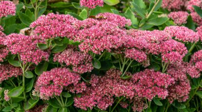 15 Plants That Benefit from The Chelsea Chop