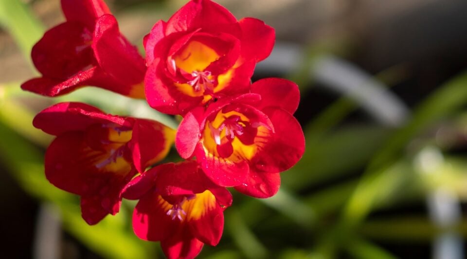 How to Plant, Grow, and Care for Freesia Flowers - Epic Gardening