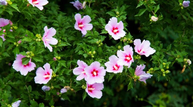 How to Plant, Grow, and Care for Rose of Sharon