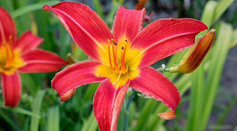 63 Beautiful Daylily Varieties for Your Garden