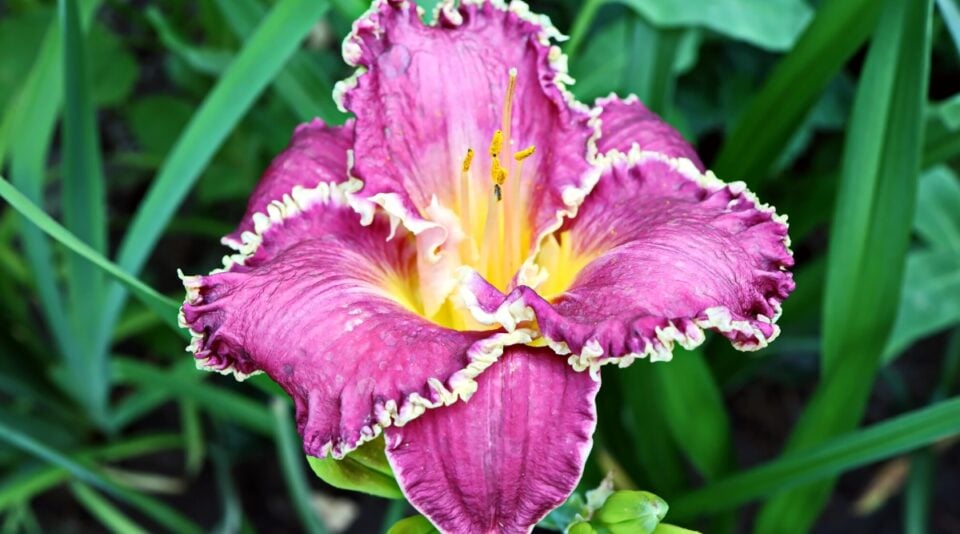 63 Beautiful Daylily Varieties for Your Garden