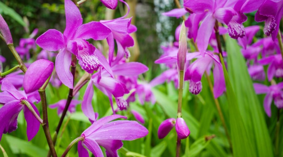 20 Gorgeous Wildflowers for Shade Gardens