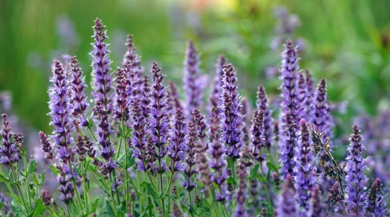 24 Seeds to Grow in 2024