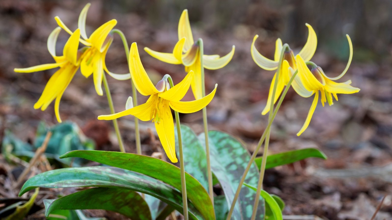 13 Beautiful Wildflowers That Grow From Bulbs