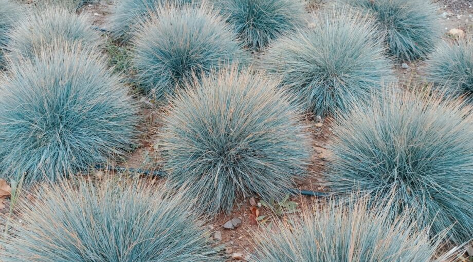21 Best Ornamental Grasses for Full Sun