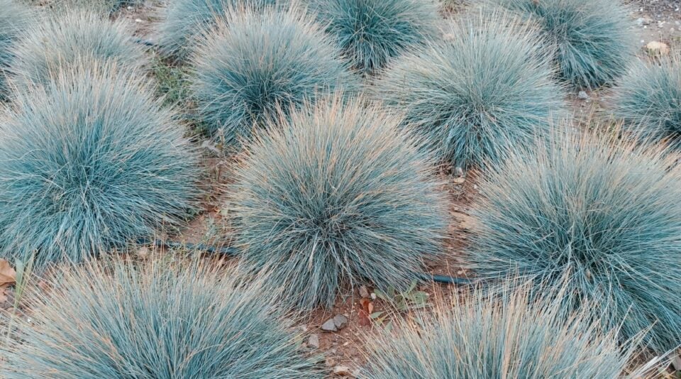 21 Best Ornamental Grasses for Full Sun