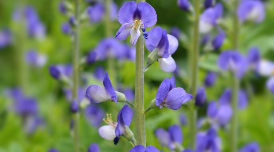15 Beautiful Varieties of Baptisia for Your Garden