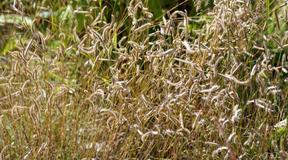 21 Best Ornamental Grasses for Full Sun