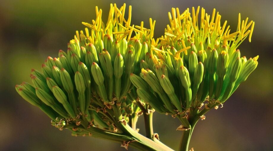 Do Agave Plants Bloom?