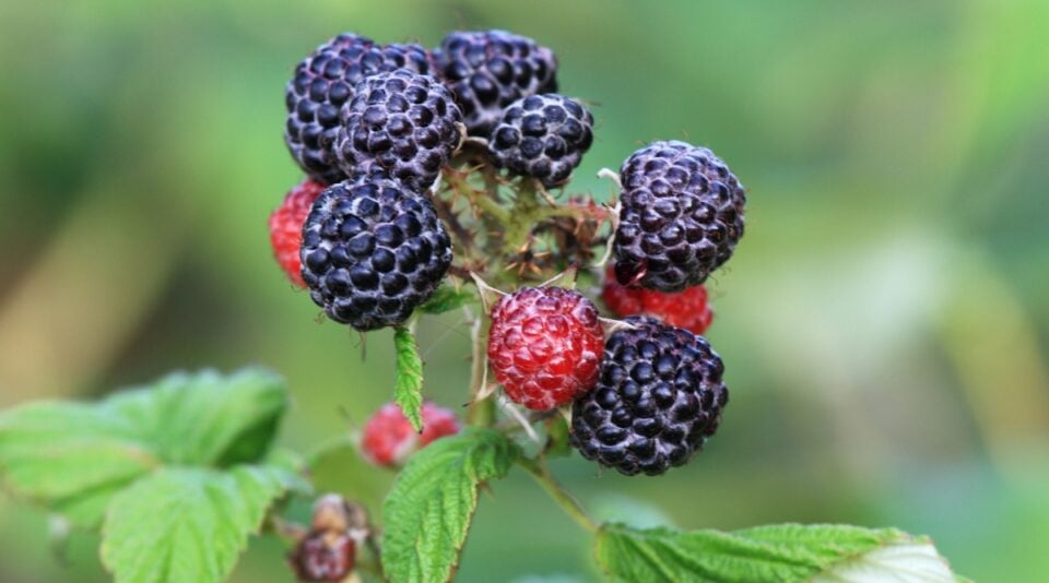 21 Best Raspberry Varieties For Home Gardens