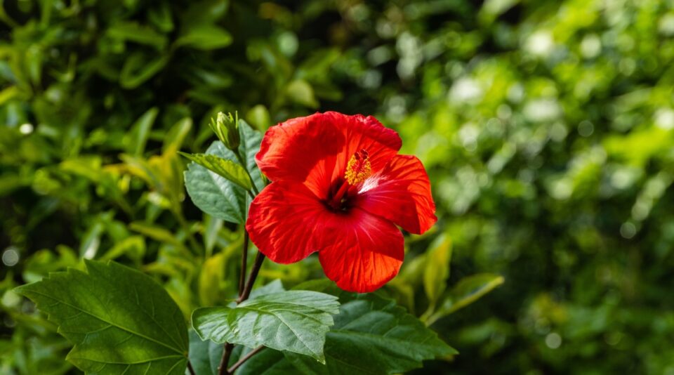 27 Best Flowers for Hot, Humid Climates