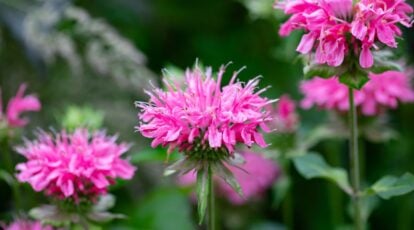 Bee Balm: How To Plant, Grow, and Care for Monarda - Epic Gardening