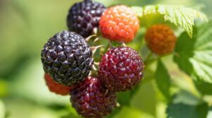 21 Best Raspberry Varieties For Home Gardens