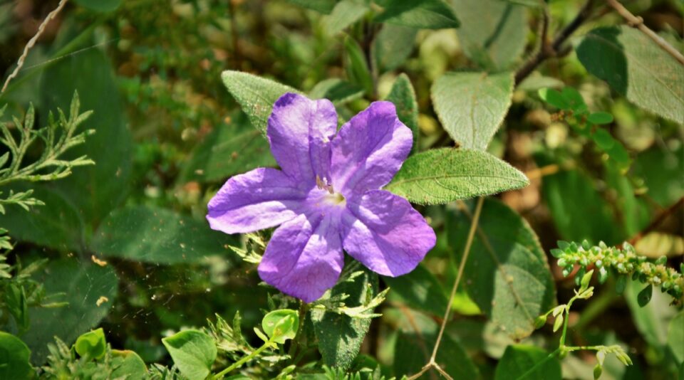 20 Gorgeous Wildflowers for Shade Gardens