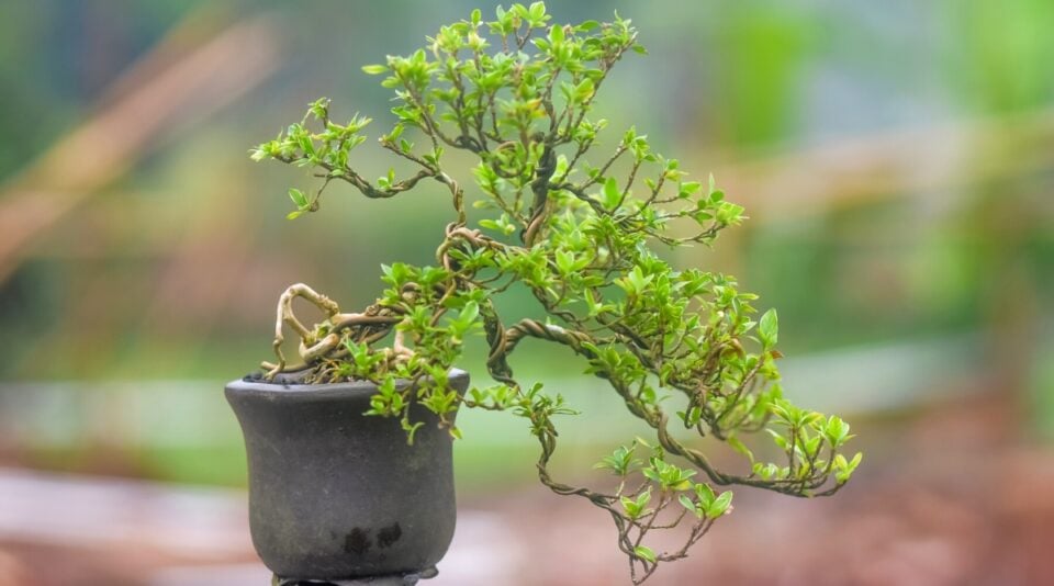21 Popular Trees to Grow for Bonsai