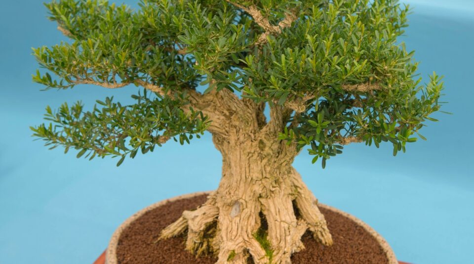 11 Best Bonsai Tree Types for Beginners