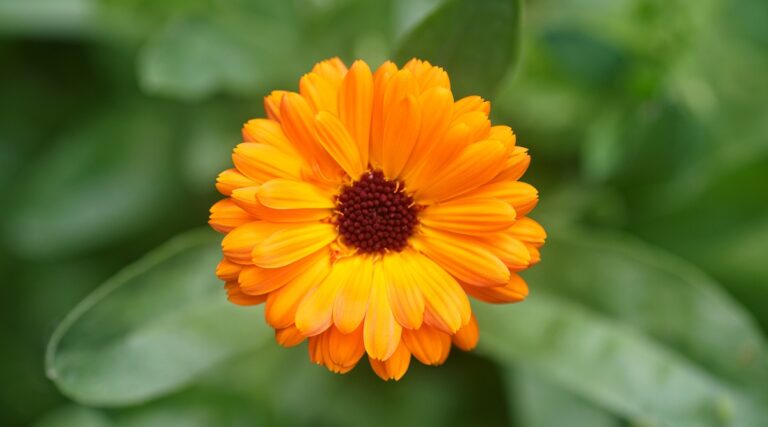 15 Beautiful Perennials You Can Grow Easily from Seed