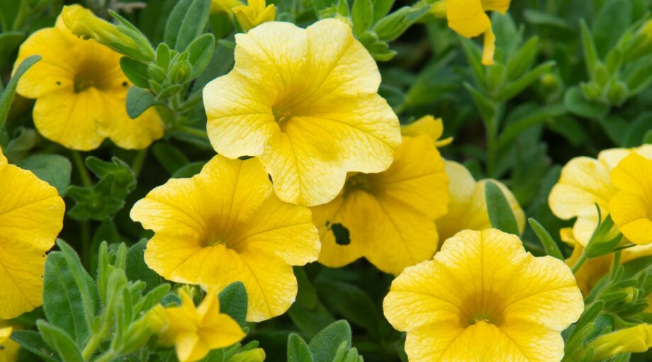19 Gorgeous Varieties of Calibrachoa (Million Bells)