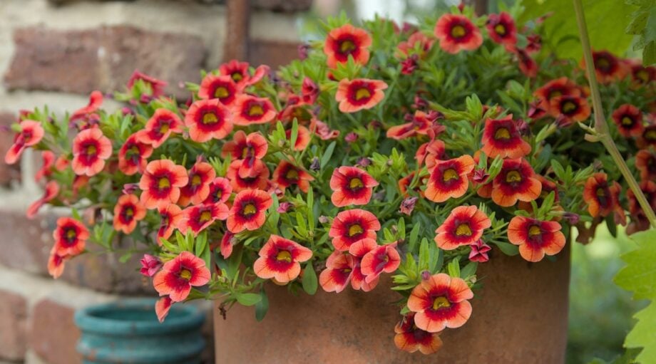 19 Gorgeous Varieties of Calibrachoa (Million Bells)