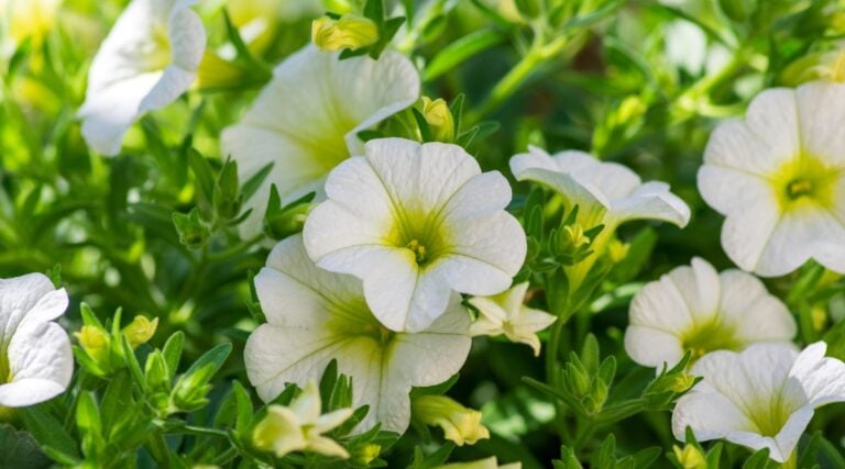 19 Gorgeous Varieties of Calibrachoa (Million Bells)